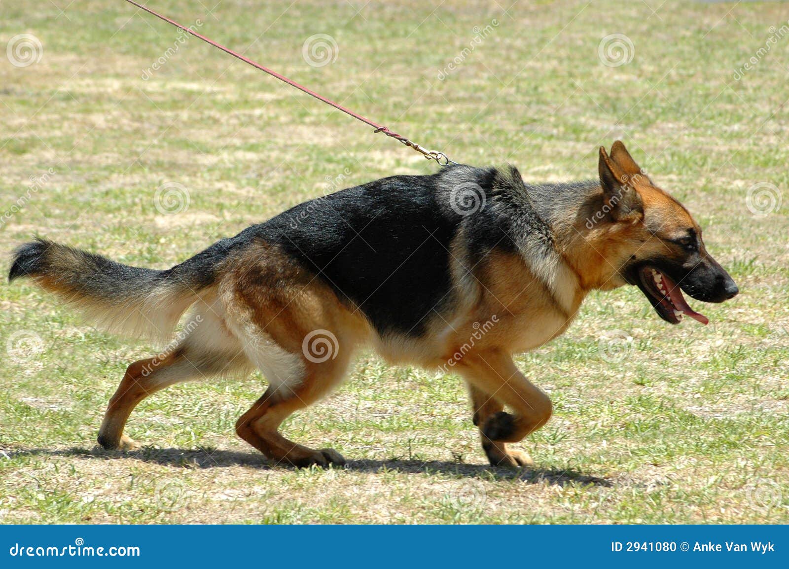 Alsatian running stock photo. Image of full, action, grass - 2941080