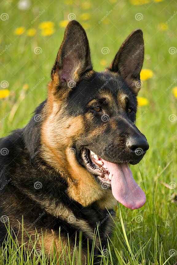 Alsation stock photo. Image of working, animal, canine - 19555922
