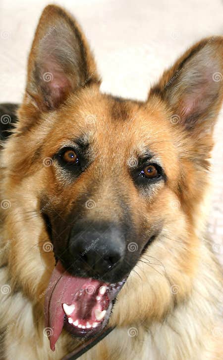 Alsation stock photo. Image of affectionate, affection - 3482140