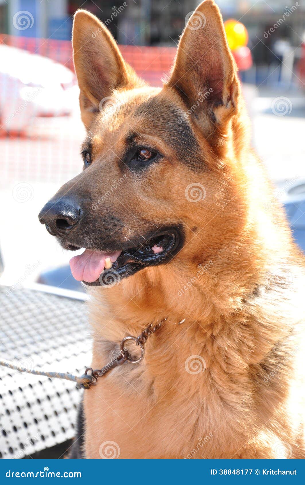 Alsation or German Shepherd Dog Stock Image - Image of black, breed ...