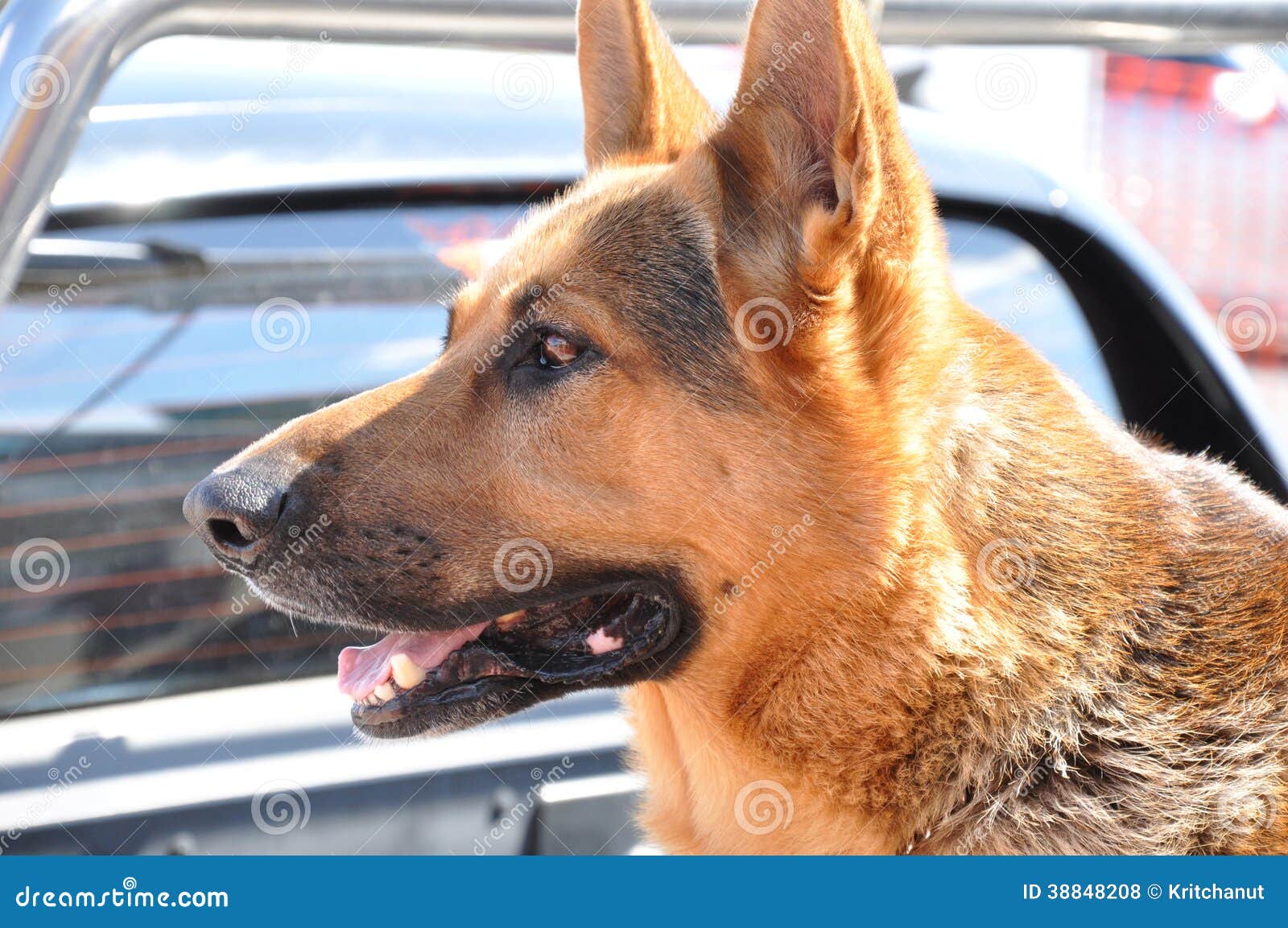 Alsation or German Shepherd Dog Stock Photo - Image of friend, happy ...
