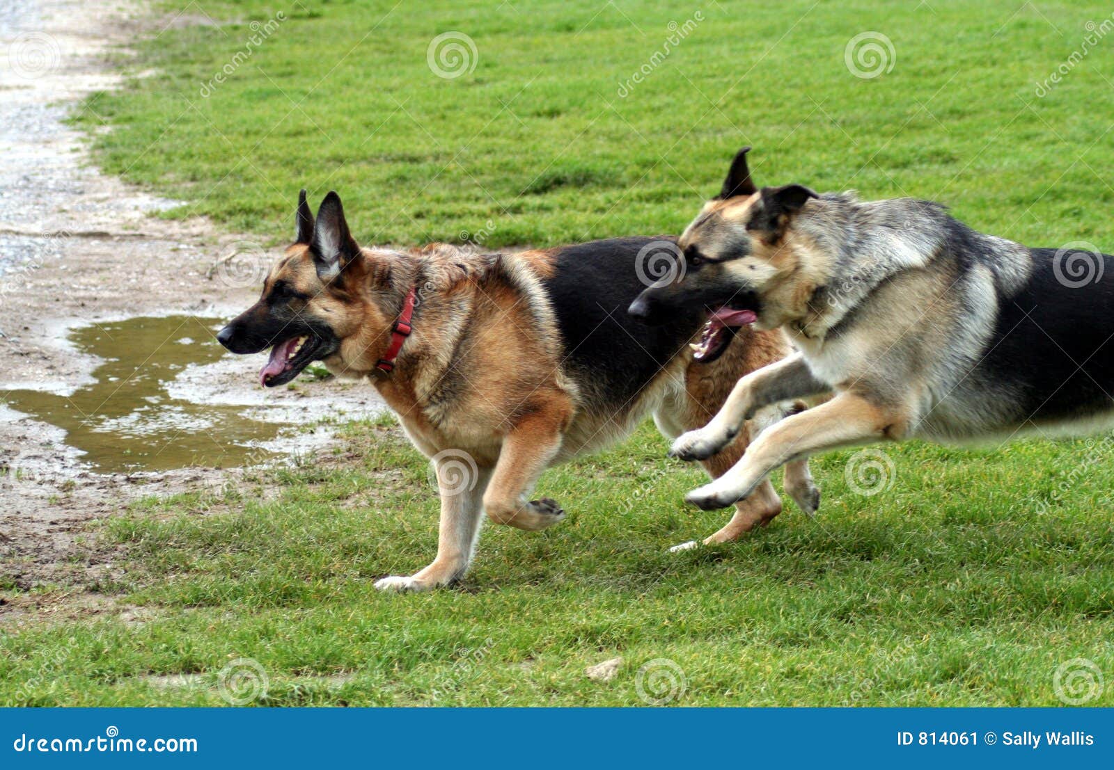 Alsations having fun stock image. Image of german, happy - 814061