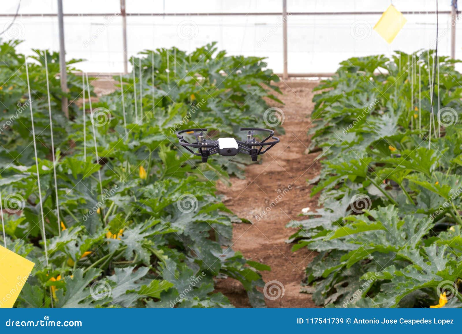 Mini Drone Flying in a Greenhouse on a Zucchini Crop Stock Image ...