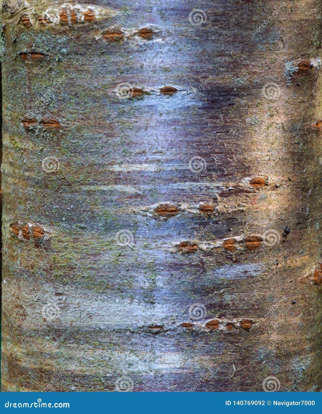 Tree Bark Texture of Prunus Avium or Wild Cherry with Beautiful Shiny ...