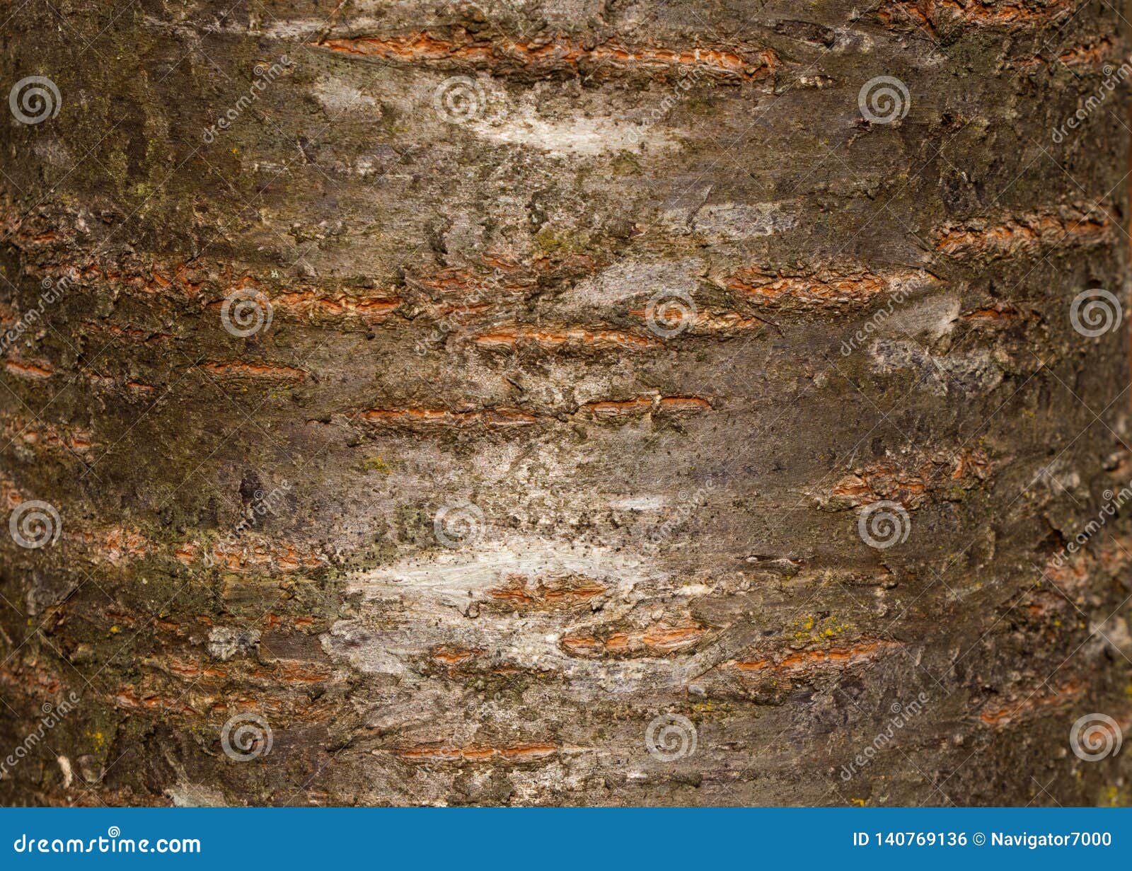 Tree Bark Texture of Prunus Avium or Wild Cherry with Beautiful Shiny ...