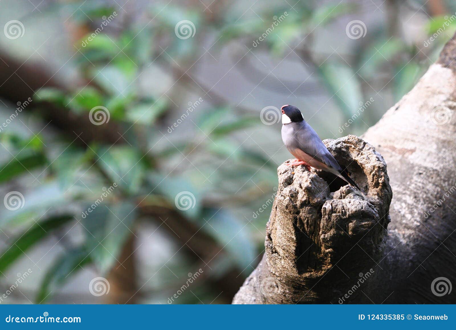 The Java Rice Sparrow. at Hk Park Stock Image - Image of estrildidae ...