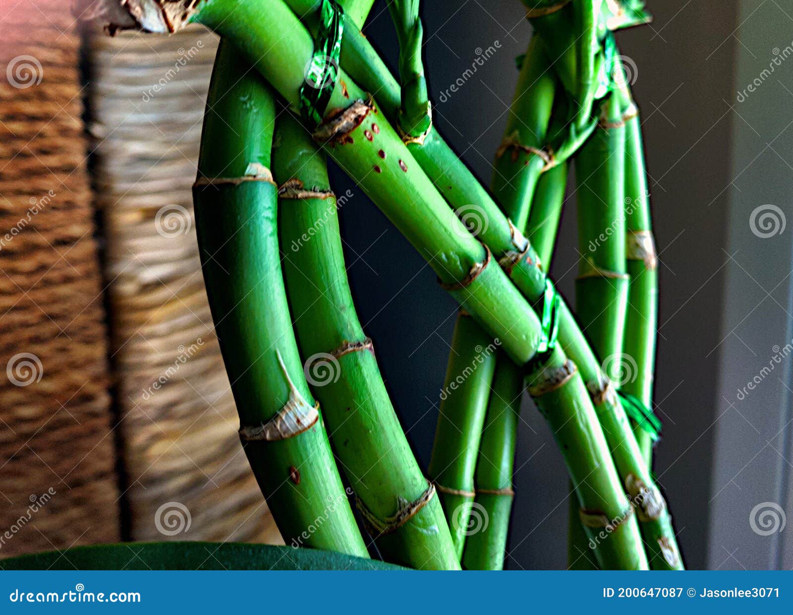 Miniature bamboo plant stock image. Image of plant, bamboo - 200647087