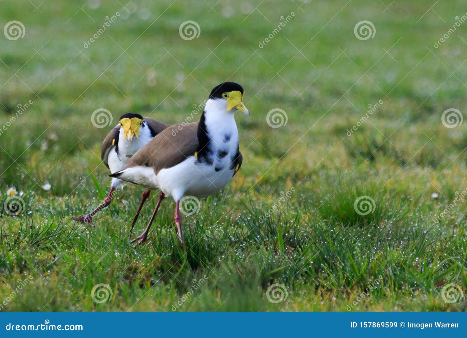 Masked Lapwing in Australasia Stock Image - Image of feather, birding ...