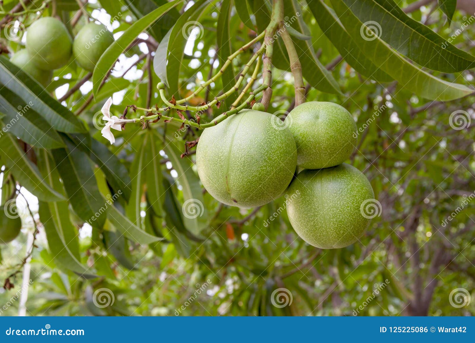 Alstonia Scholaris or Apocynaceae Tree Stock Photo - Image of scholaris ...