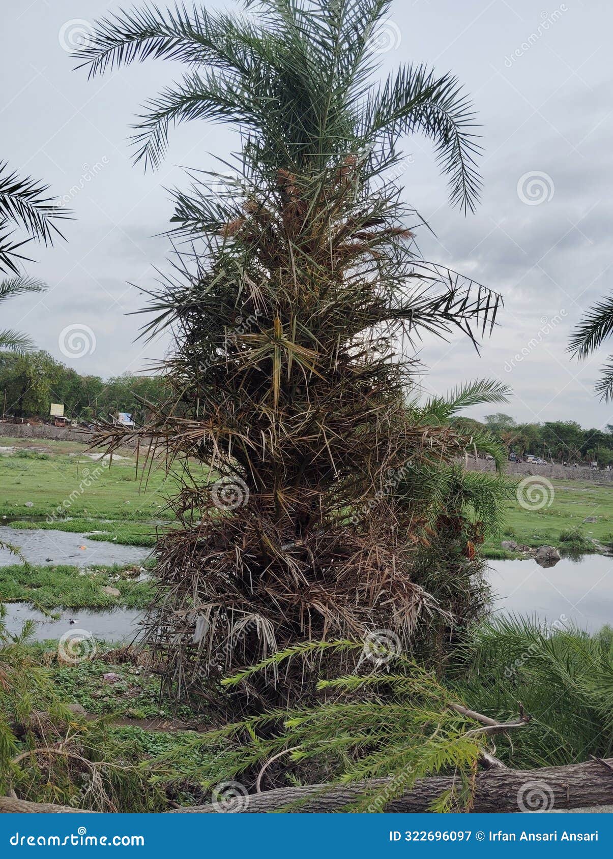Alstonia Scholaris, Commonly Called Blackboard Tree, Scholar Tree ...