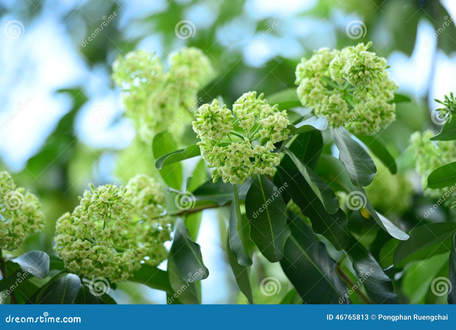 Alstonia Scholaris (Apocynaceae), Commonly Called Blackboard Tree ...