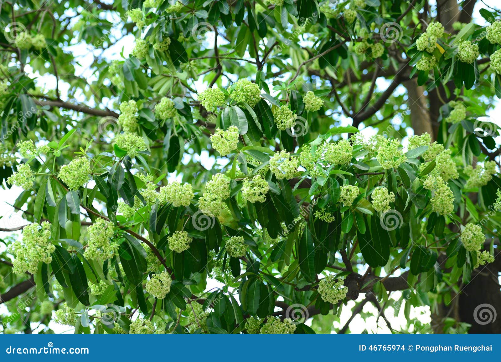 Alstonia Scholaris Seed On Olden Wood Background Stock Photography ...