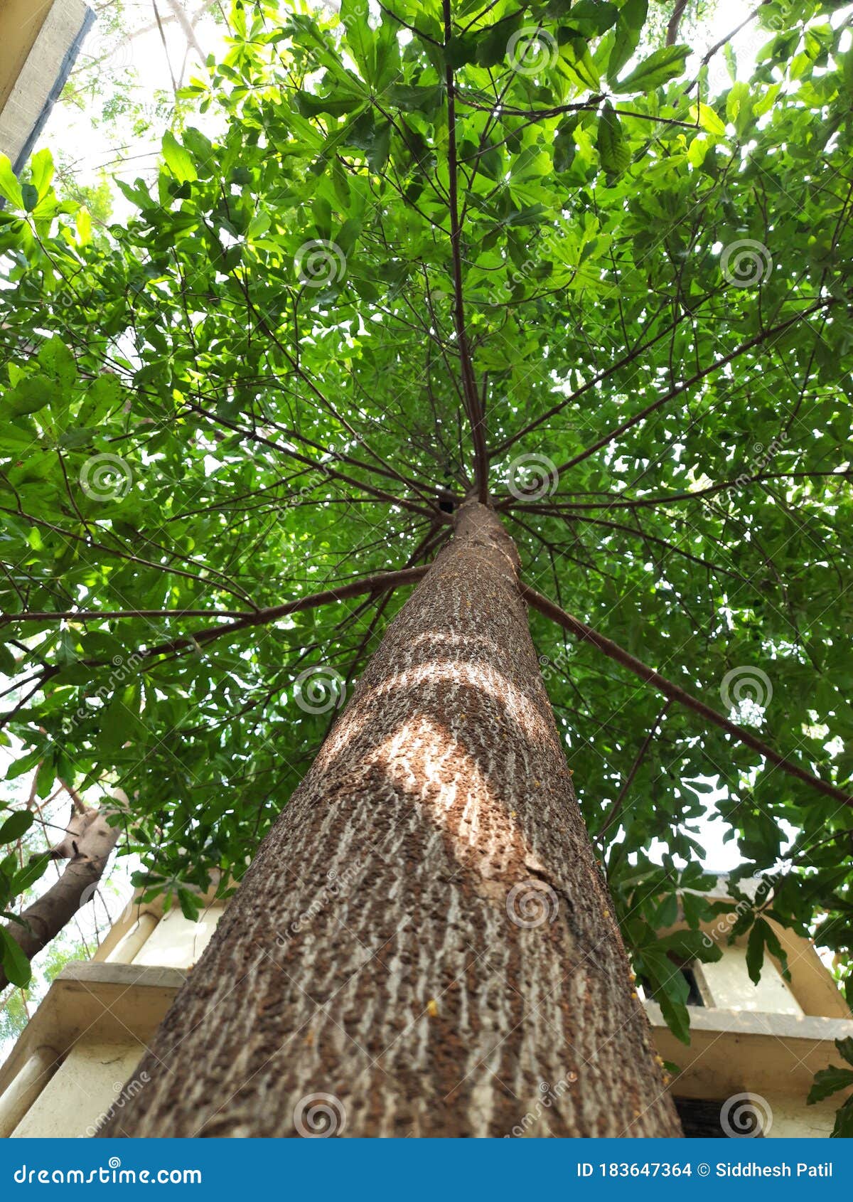 Alstonia Scholaris Tree with Close Trunk Frame Stock Photo - Image of ...