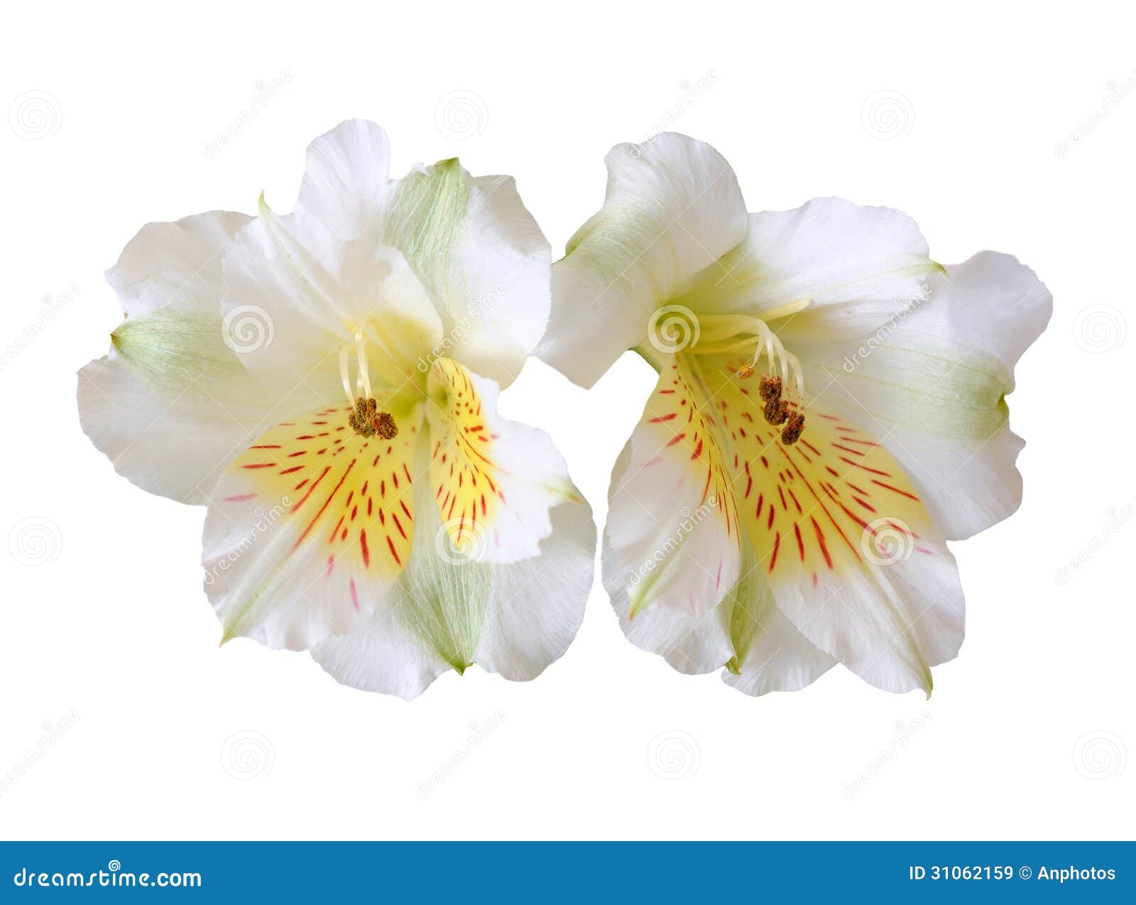 Alstro flower stock image. Image of isolate, petals, flower - 31062159