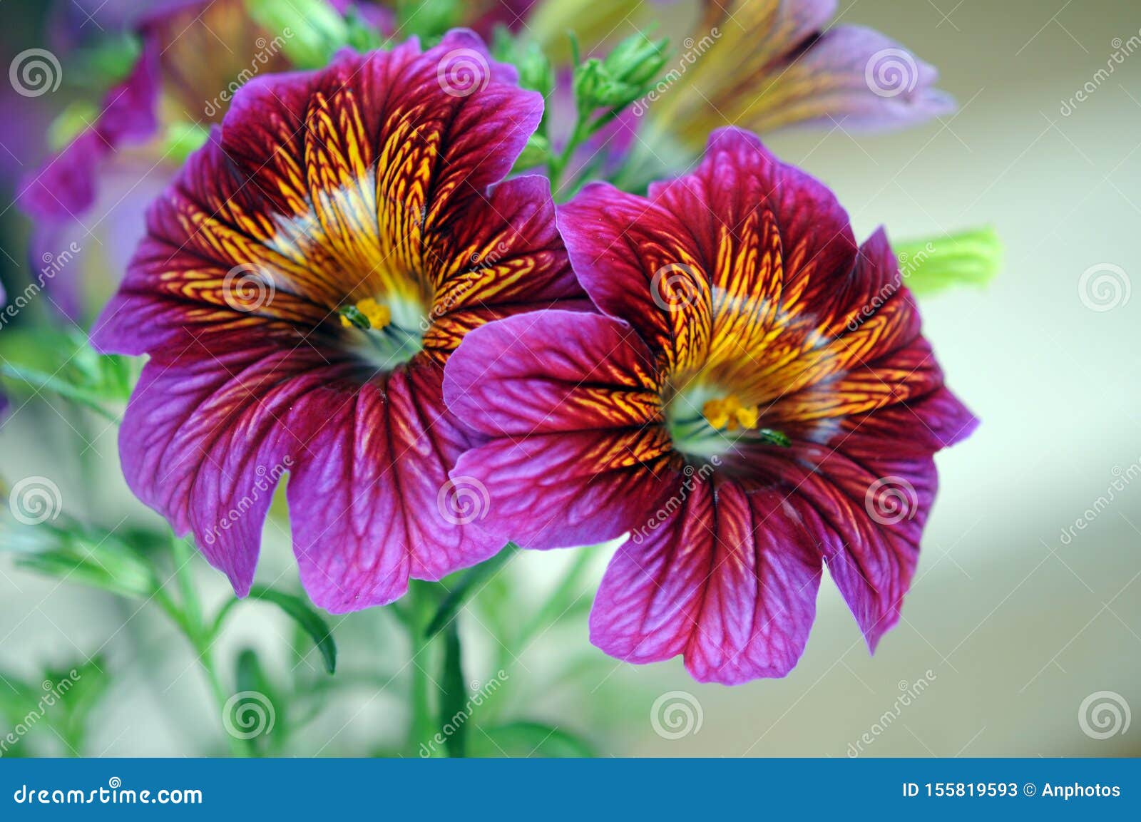 Alstro flowers stock image. Image of love, alstroemeria - 155819593