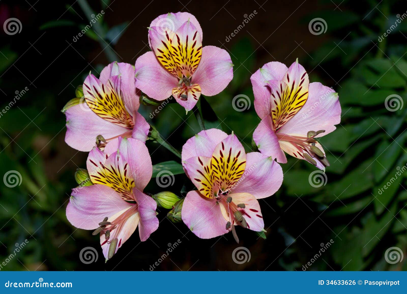 Alstroemeria De Los Lirios Del Inca Foto de archivo - Imagen de ...