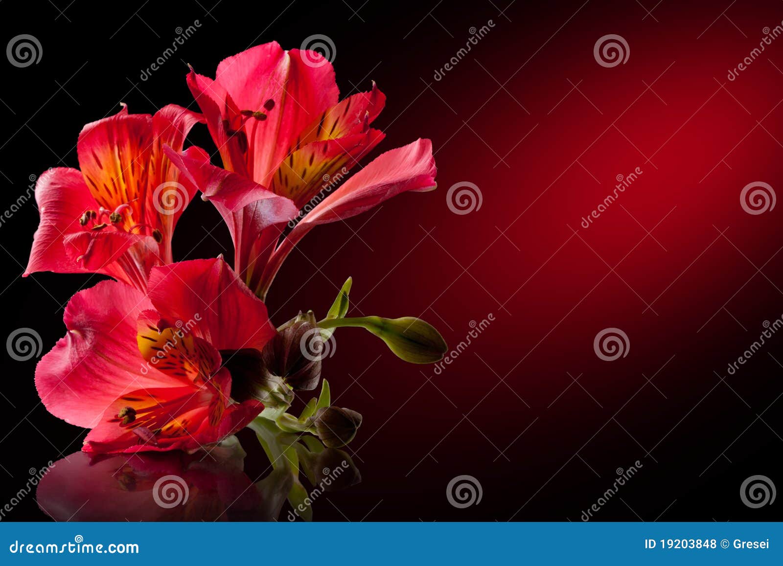 Alstroemeria flower stock photo. Image of bunch, plant - 19203848
