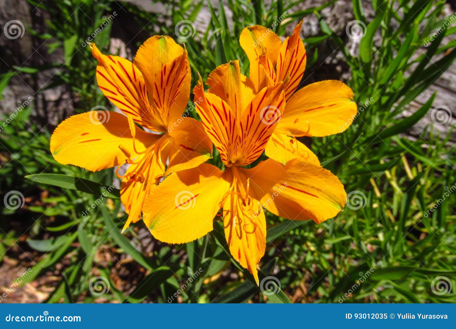 108 Family Alstroemeriaceae Stock Photos - Free & Royalty-Free Stock ...