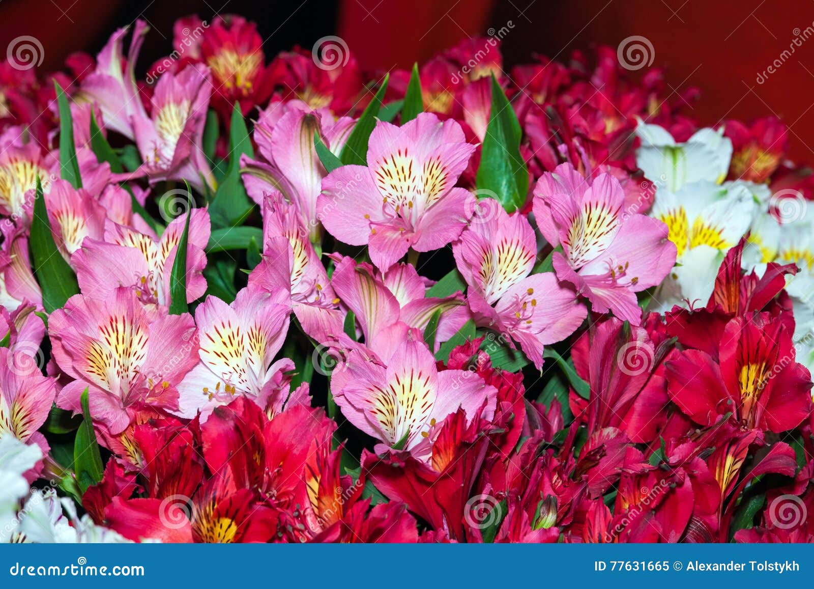 Alstroemeria Flowers Background Stock Image - Image of closeup ...