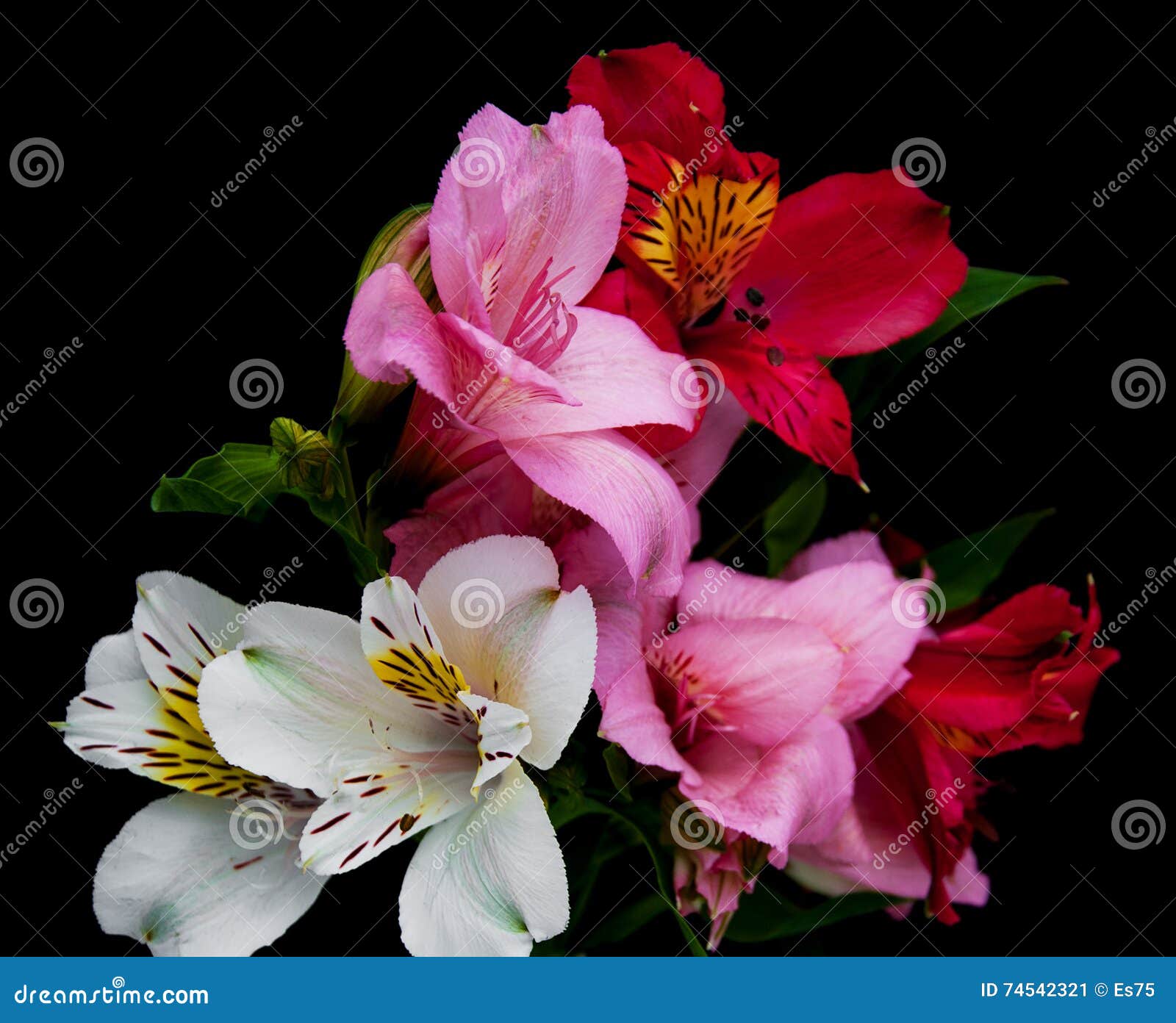 Alstroemeria Flowers on a Black Stock Image - Image of color, backdrop ...
