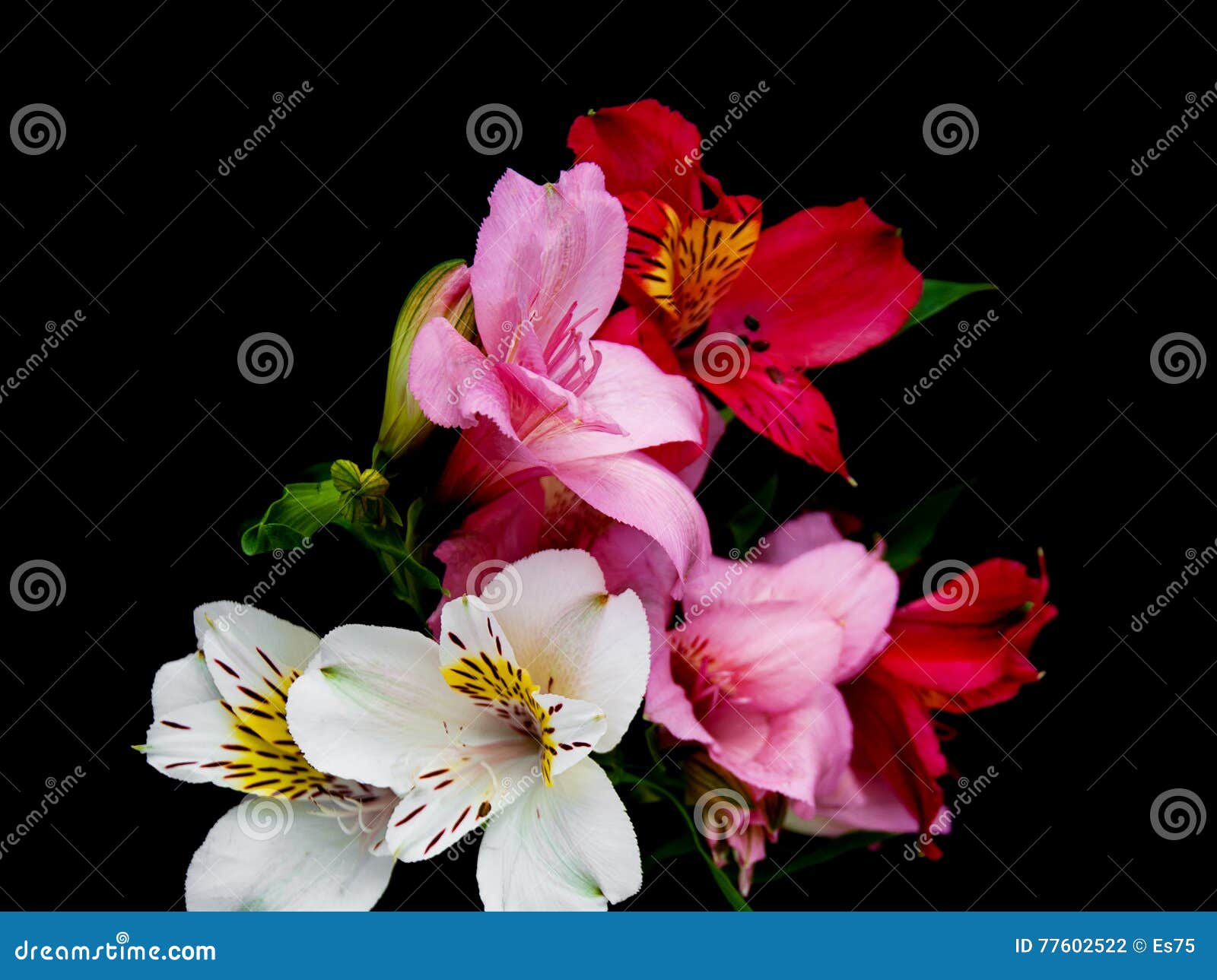 Alstroemeria Flowers on a Black Stock Photo - Image of beauty, bloom ...