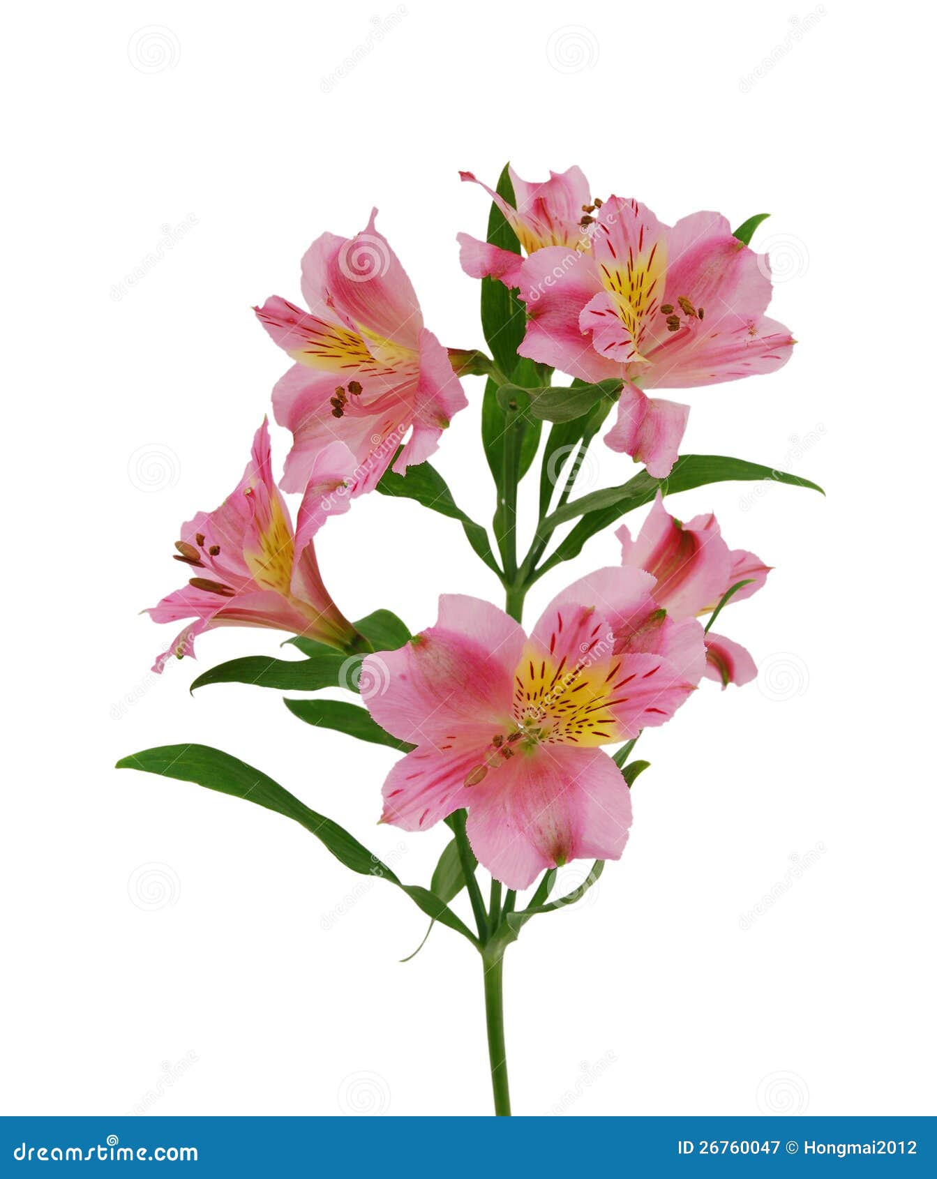 Alstroemeria Lily Flowers Royalty-Free Stock Photography ...