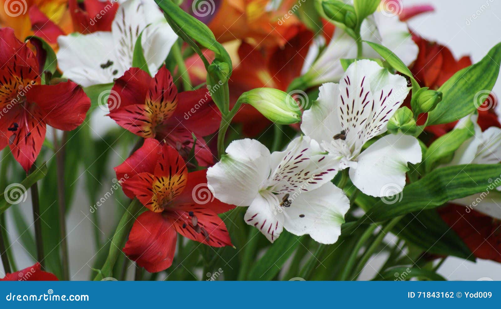 Alstroemeria - Lirio De Los Incas Foto de archivo - Imagen de vida ...