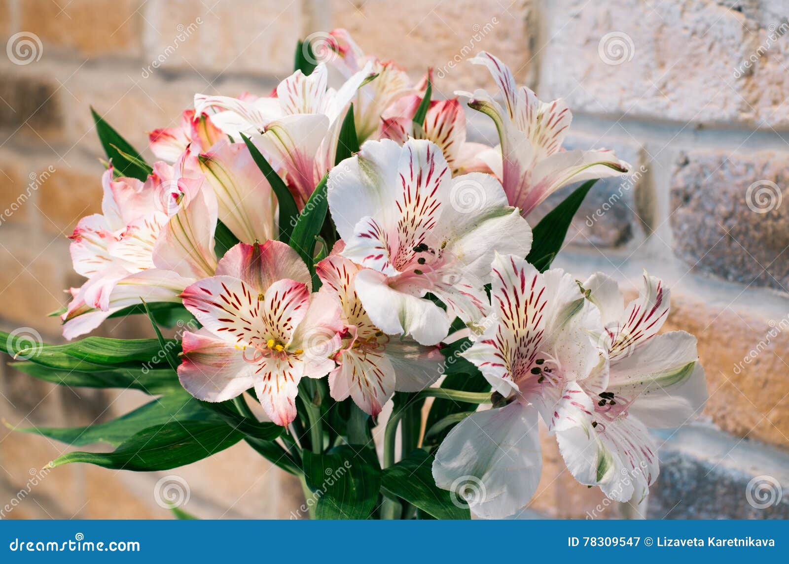 Alstroemeria Lirio De Los Incas Imagen de archivo - Imagen de lila ...