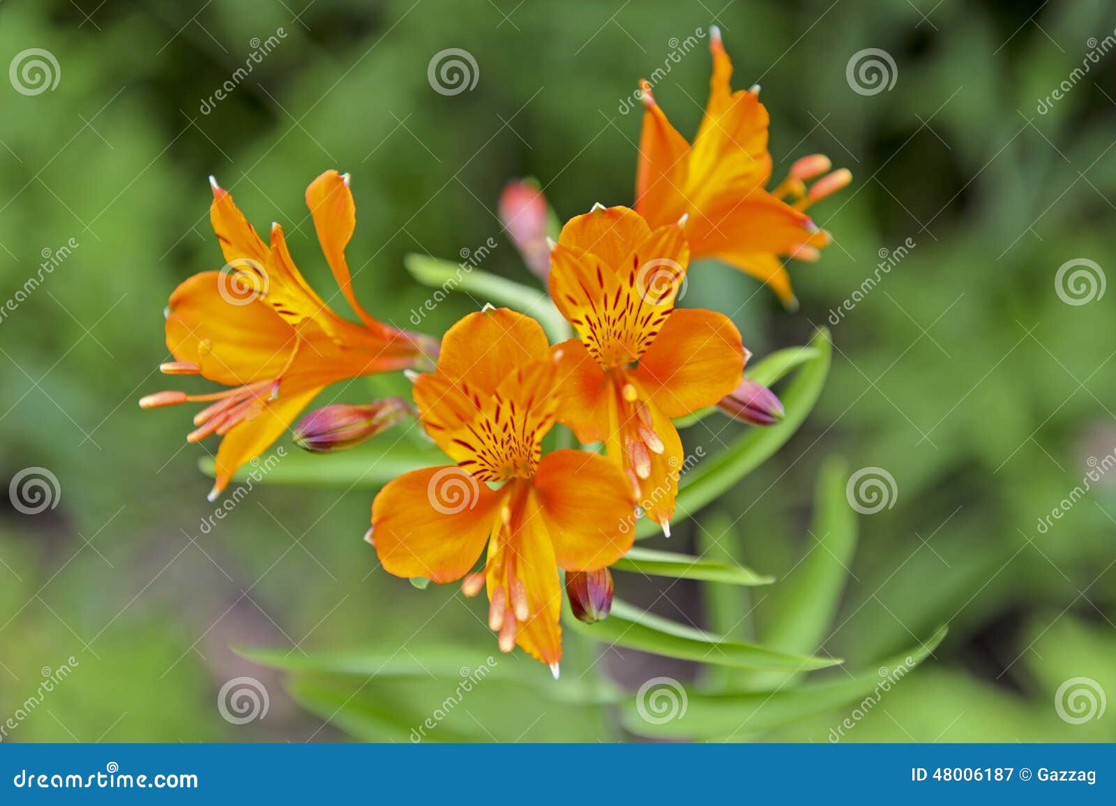 Alstroemeria stock image. Image of summer, growing, ireland - 48006187