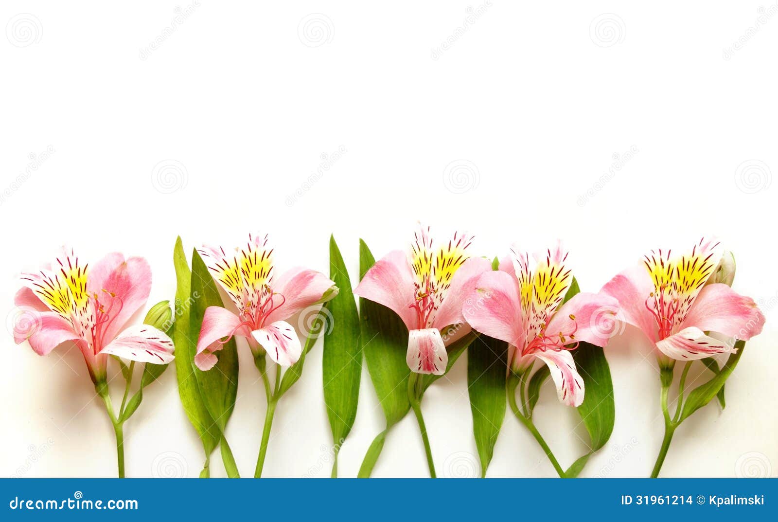Alstroemeria, The Peruvian Lily Or Lily Of The Incas, Is A Genus Of ...