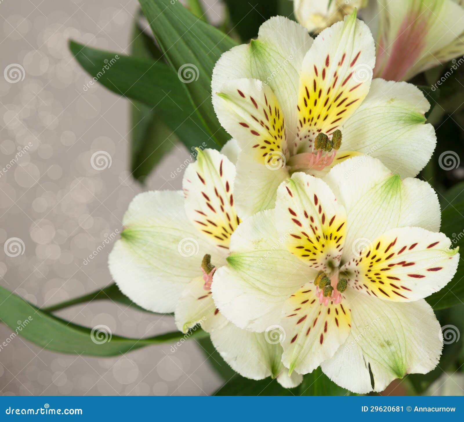 Alstroemeria, The Peruvian Lily Or Lily Of The Incas, Is A Genus Of ...