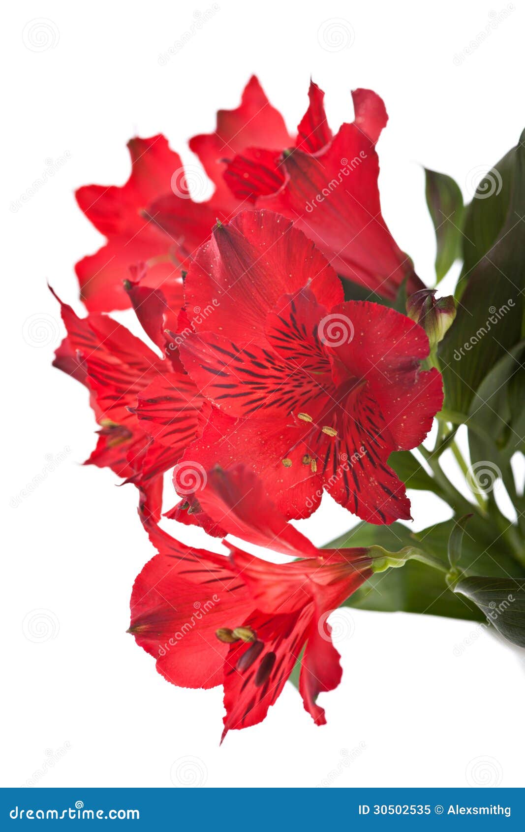 Alstroemeria red flowers stock image. Image of freshness - 30502535