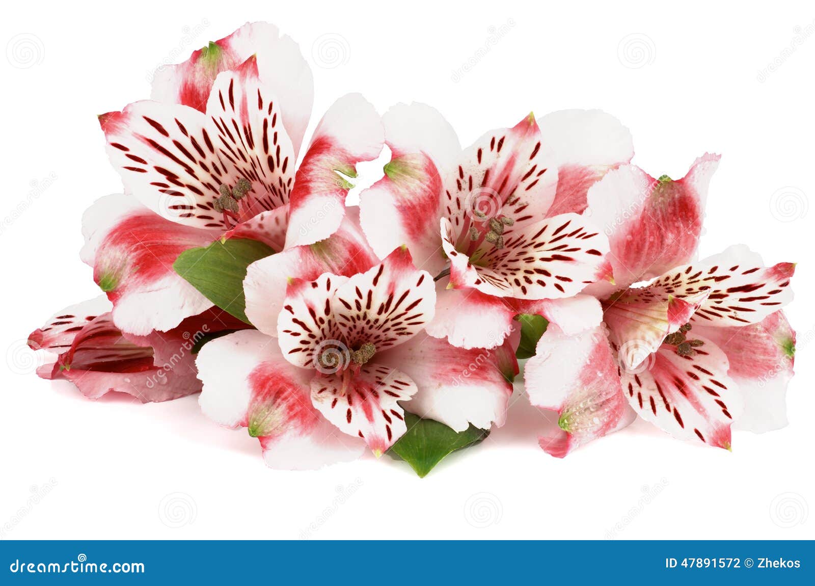 Alstroemeria rosa fotografia stock. Immagine di floreale - 47891572