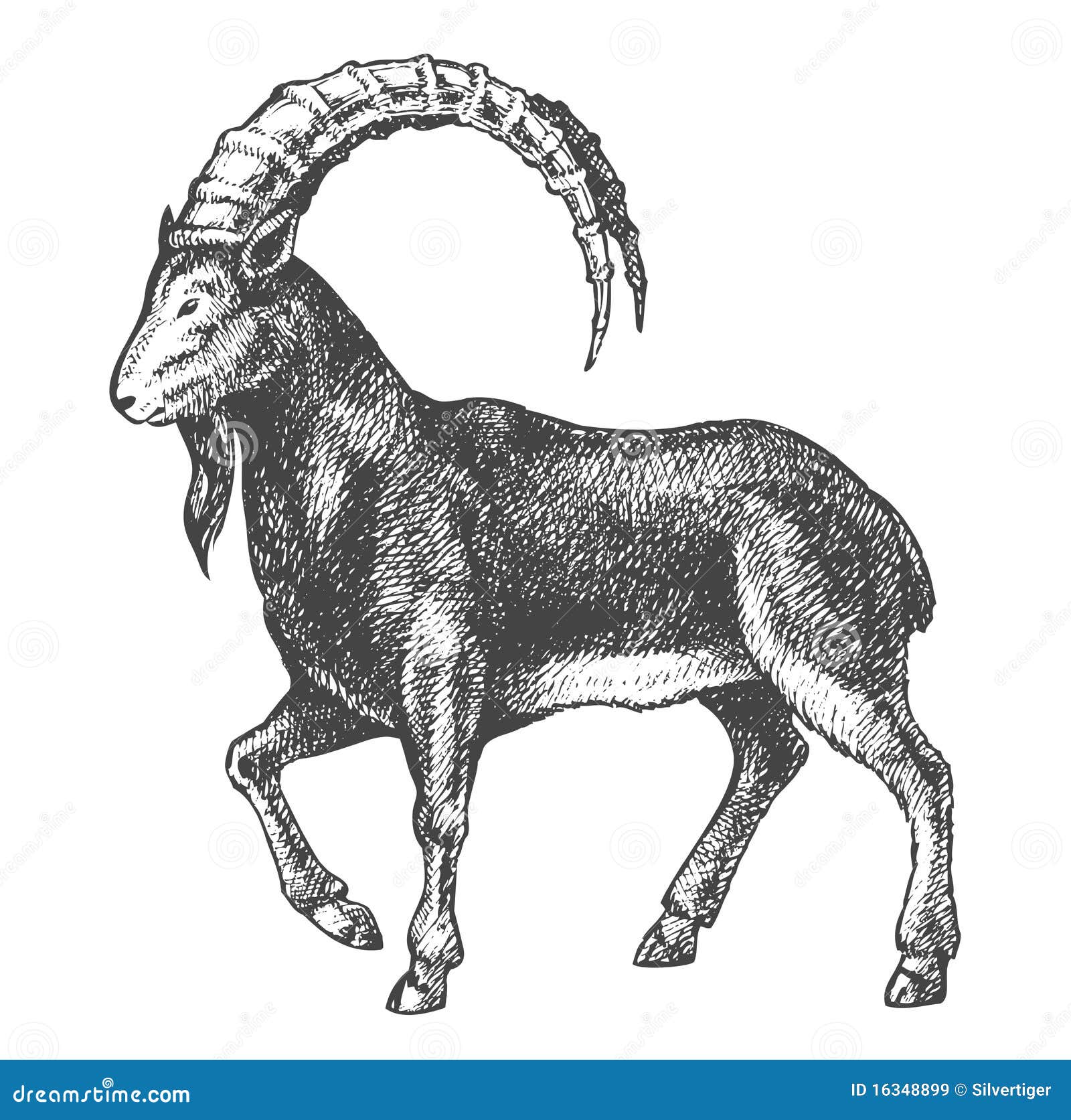 Alta Qualidade Do Desenho Da Cabra Ilustração do Vetor - Ilustração de ...