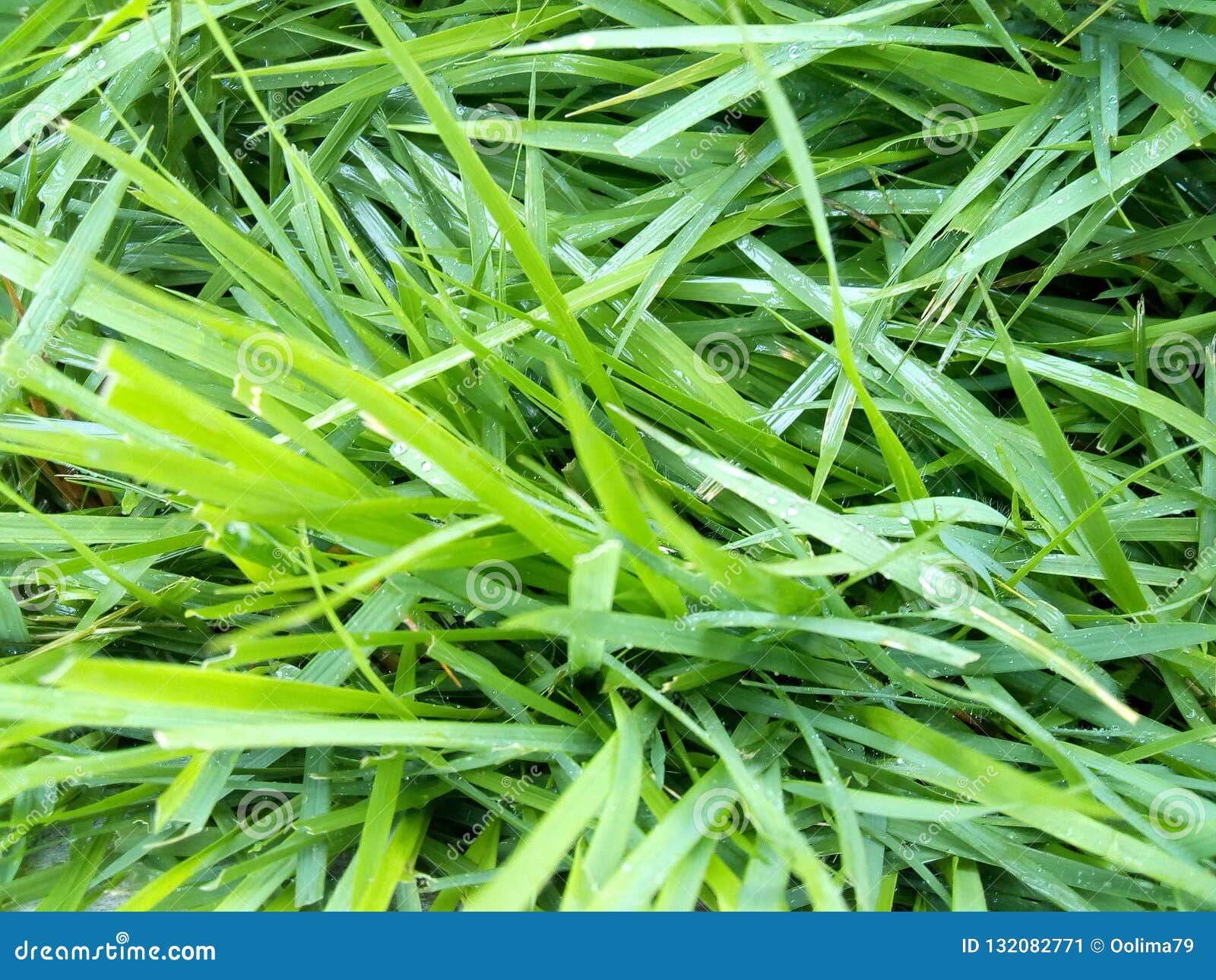 Alta textura de la hierba imagen de archivo. Imagen de plantar - 132082771