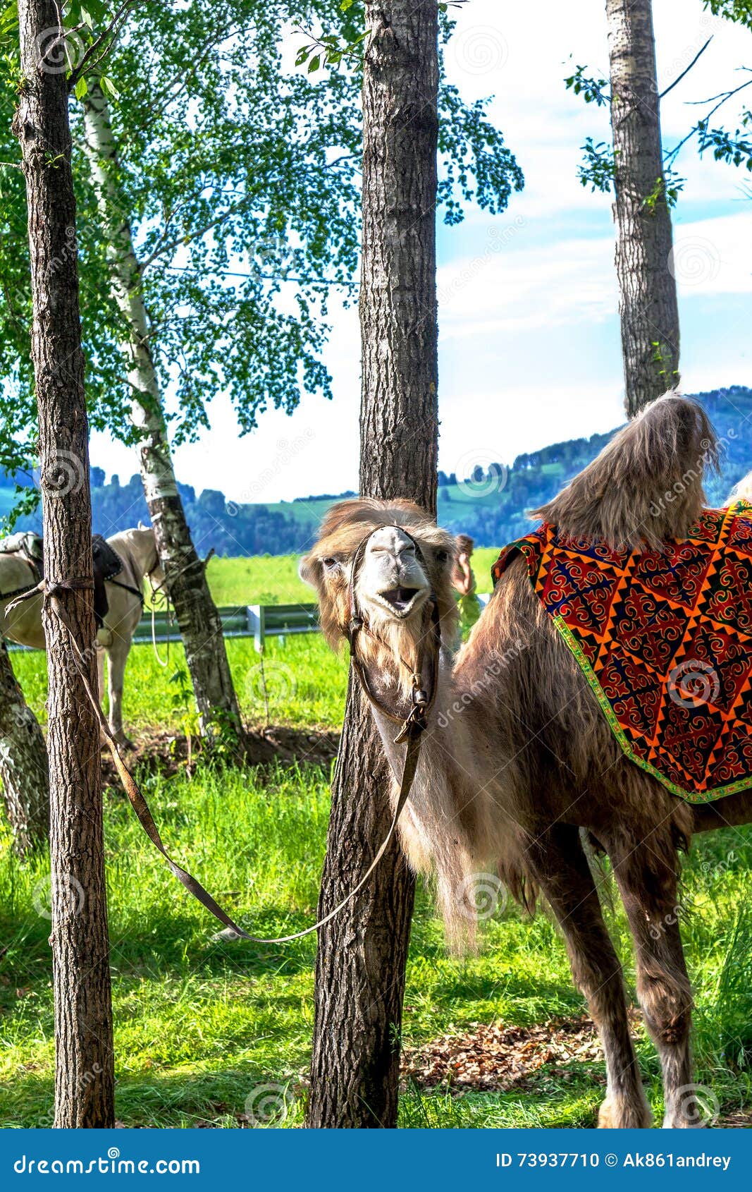 Altai Bactrian camel stock photo. Image of black, color - 73937710