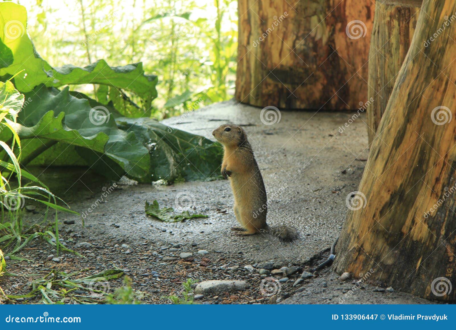 Gopher stock image. Image of hunting, altai, stand, trees - 133906447