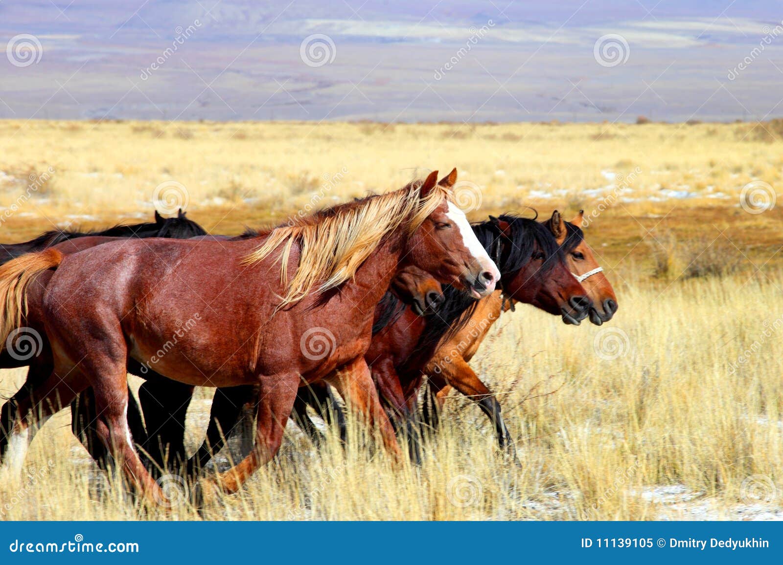 Altai horse stock image. Image of beauty, nature, mountain - 11139105