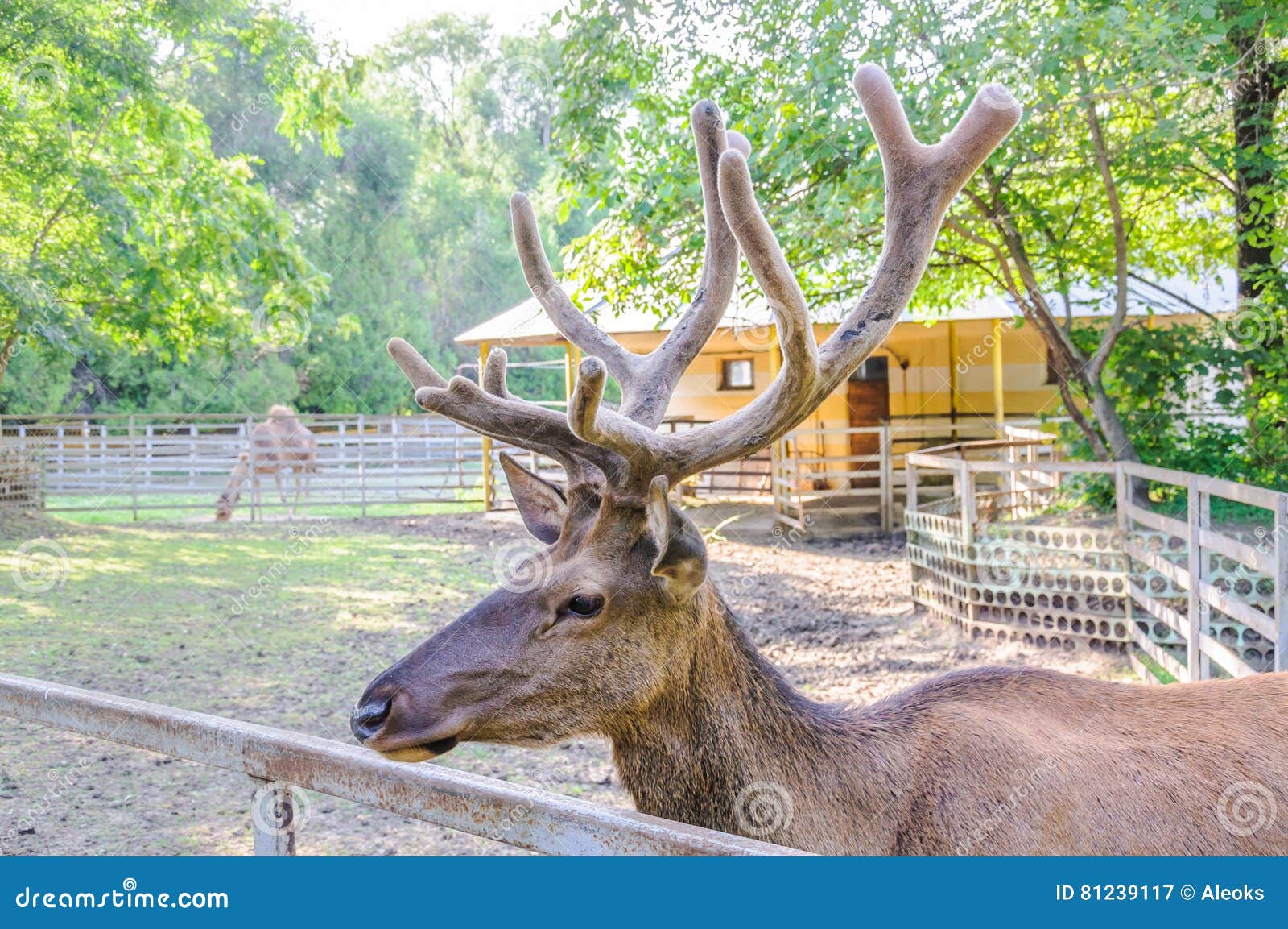 Altai Maral Cervus Elaphus Sibiricus Stock Image - Image of cloven ...