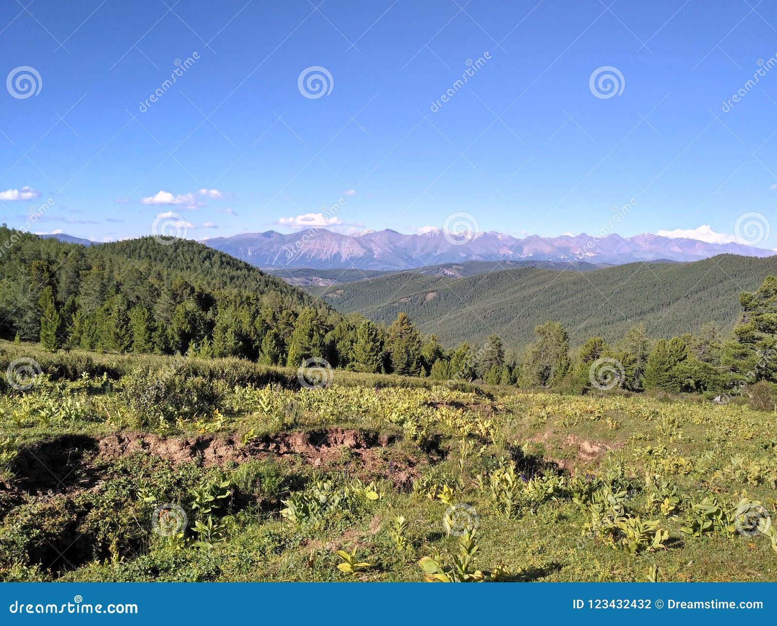 Altai mountain and fields stock photo. Image of landscapes - 123432432