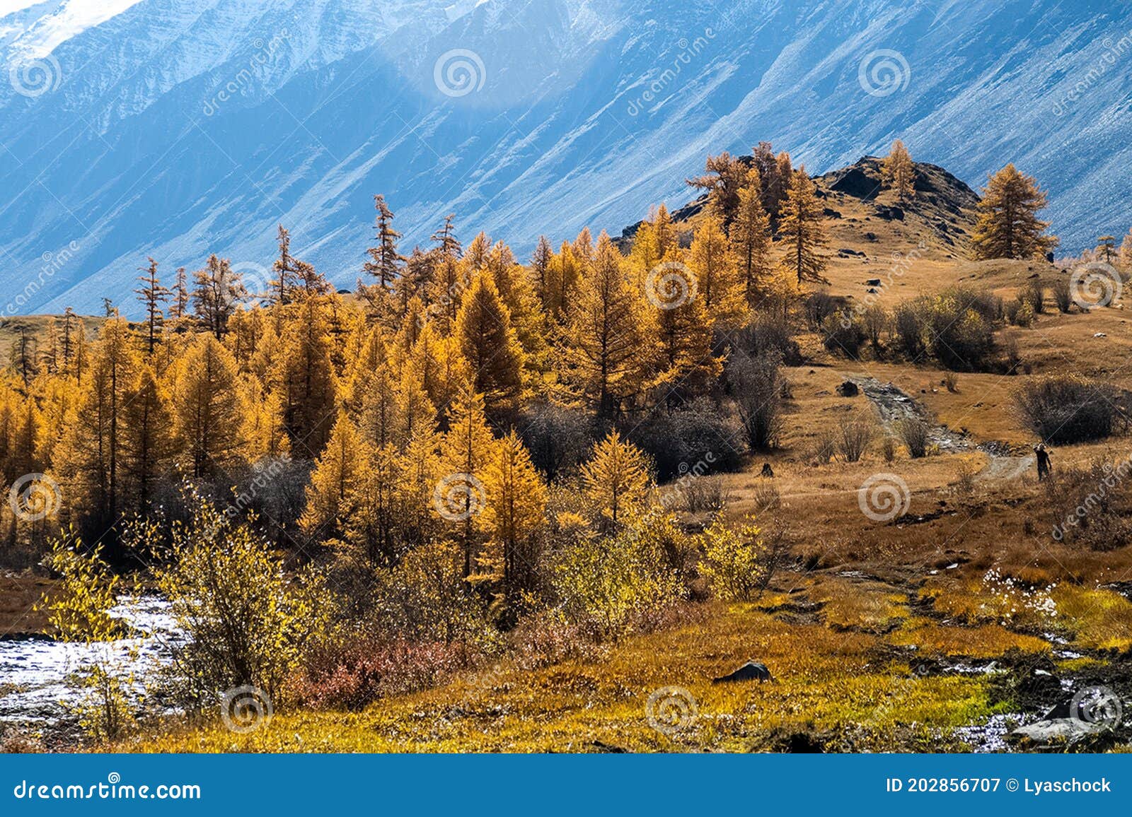 The Altai Mountains. Landscape of Nature on the Altai Mountains and in ...