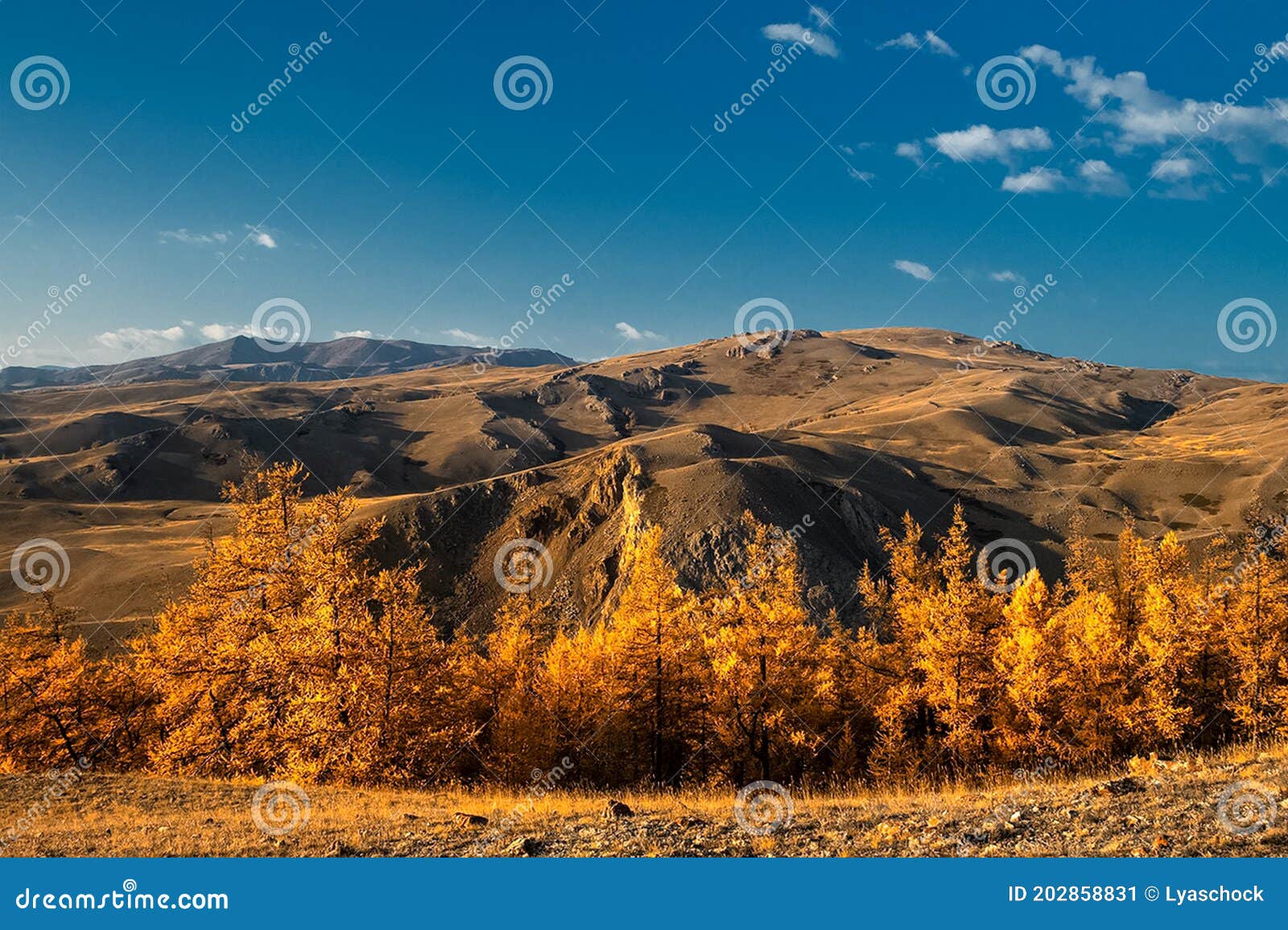 The Altai Mountains. Landscape of Nature on the Altai Mountains and in ...