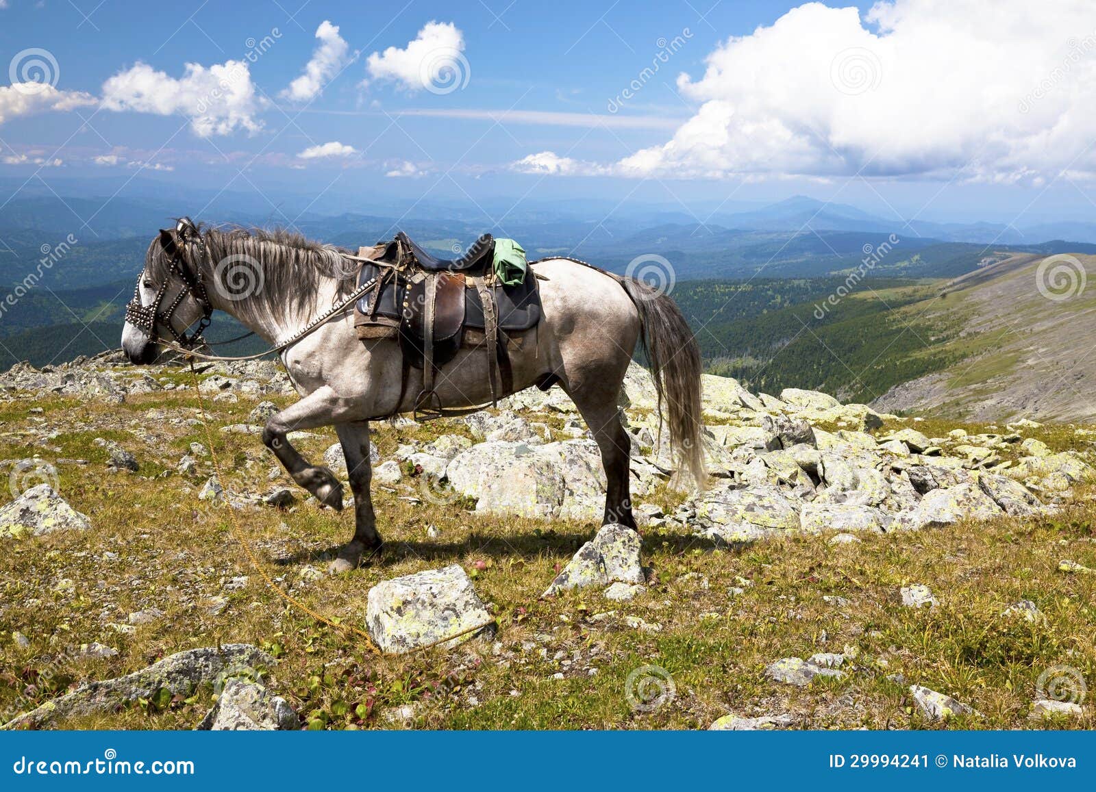 Landscapes of Altai Mountains. Horse Tourism Stock Image - Image of ...