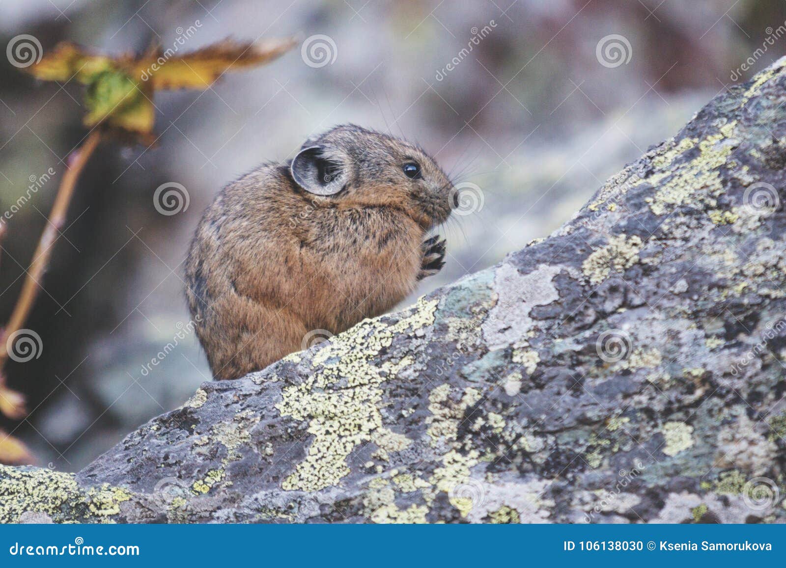 Altai Pika, Or Alpine Pika. Mammal Of The Genus Pika Of The Detachment ...