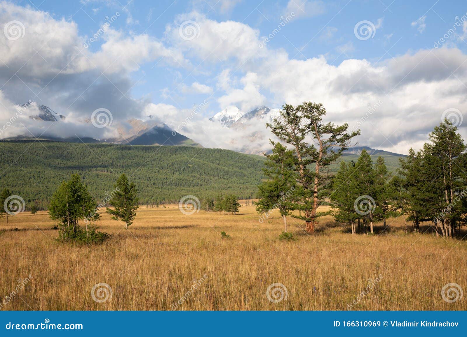 Altai Snow Mountain and Steppe Forest Stock Image - Image of clear ...