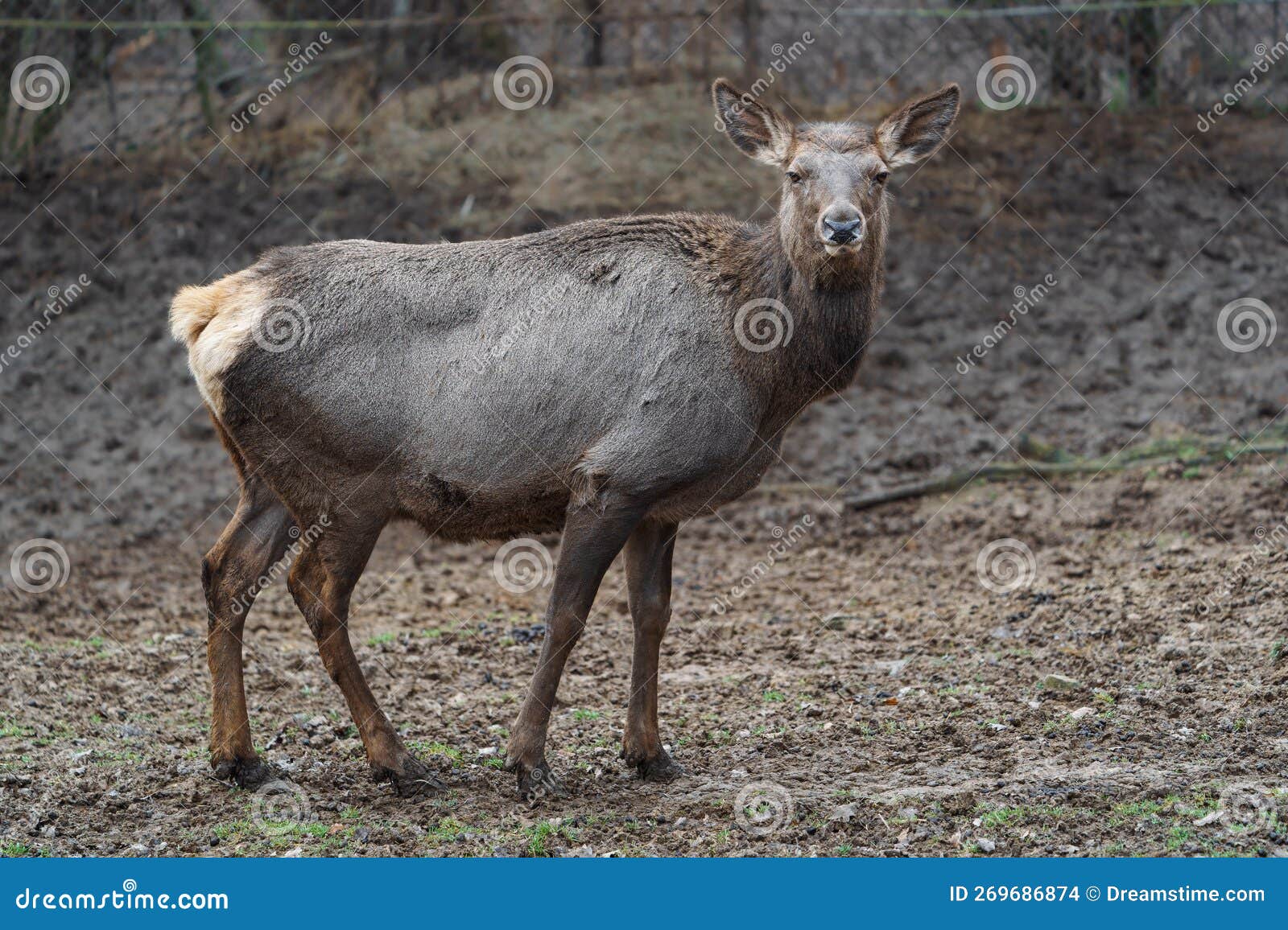 Altai wapiti stock photo. Image of beauty, animal, horns - 269686874