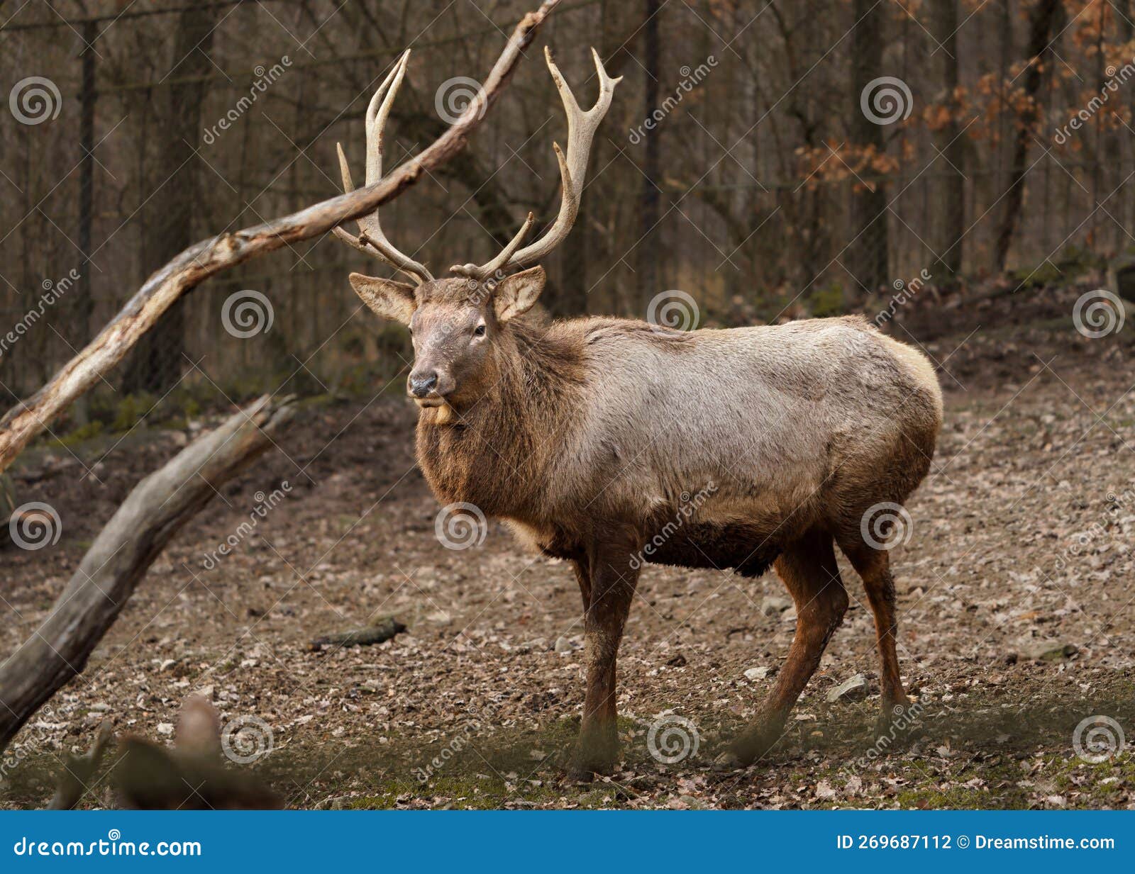Altai wapiti stock photo. Image of cervus, fawn, cute - 269687112