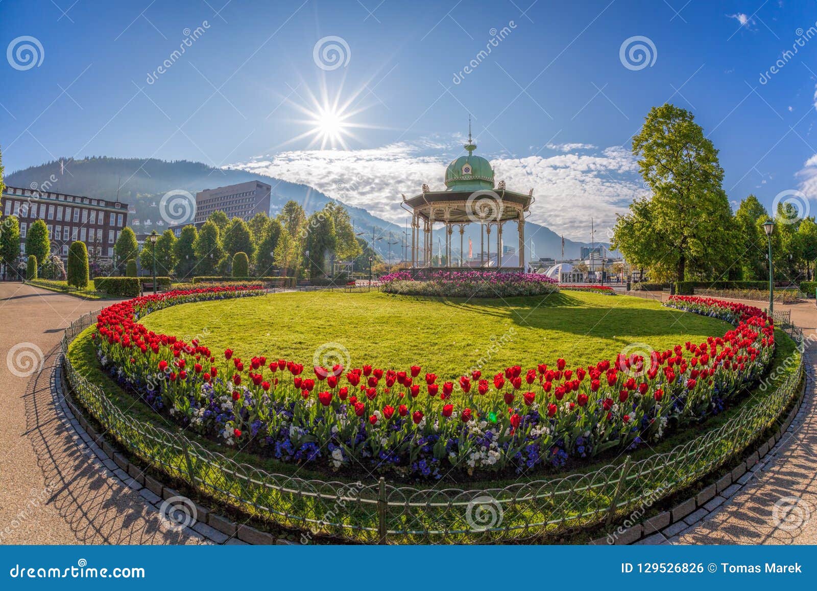 Altan with Red Tulips during Spring Time in Bergen, Norway Stock Photo ...