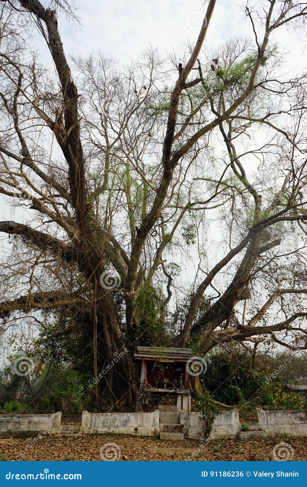 Altar and tree stock photo. Image of temple, wall, religion - 91186236