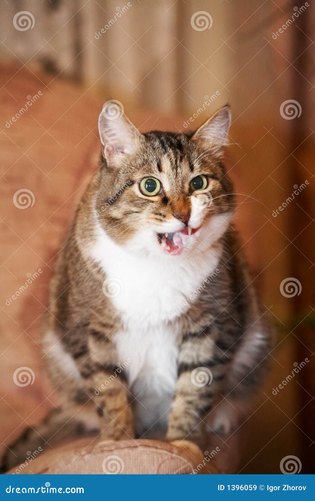 Altavoz Del Gato Imagen. Imagen: 1396059